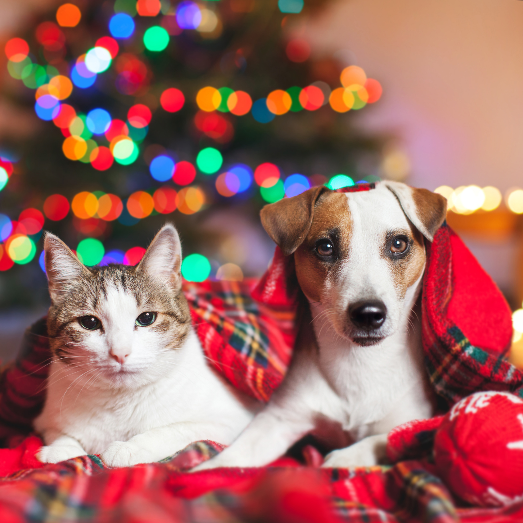 Animal Holidays and Observations December 7 – 13 – The Anipal Times