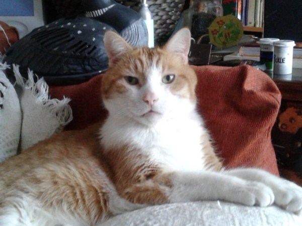 Behind the Scenes! with Sir Pickle Longpaw – The Anipal Times