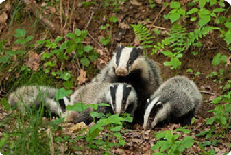 Badger Article 5 – The Anipal Times
